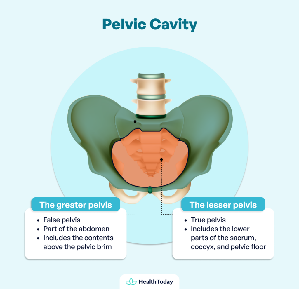 Where Is the Pelvis? Anatomy, Functions, and Key Facts - HealthToday