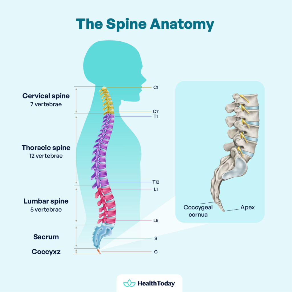 Why Does My Tailbone Hurt: Causes, Symptoms, and Treatments - HealthToday
